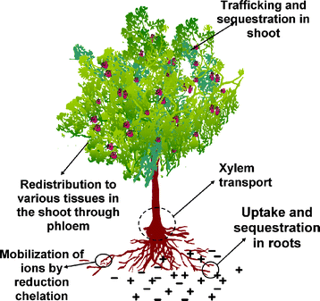 Phytoremediation Technology: Hyper-accumulation Metals in Plants ...