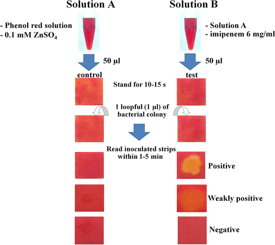 Modification and evaluation of the Carba NP test by use of paper strip ...