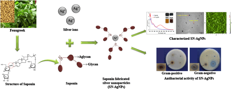 Characterization and in vitro antibacterial activity of saponin-conjugated silver nanoparticles ...