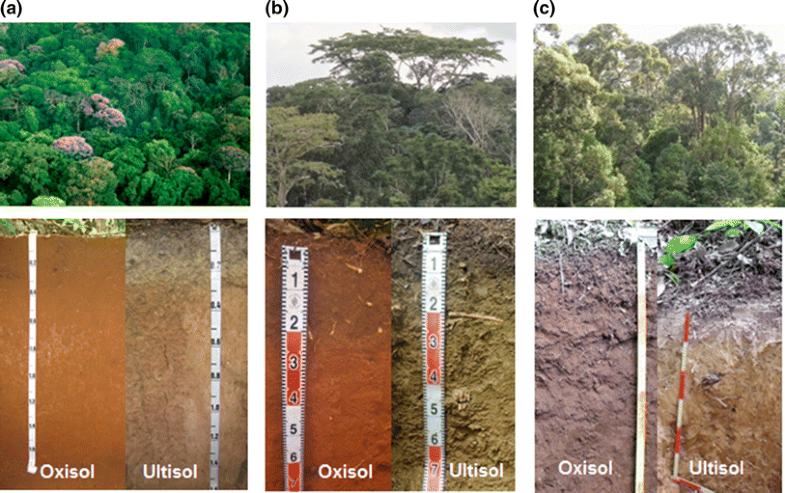 Plant–soil interactions maintain biodiversity and functions of tropical ...