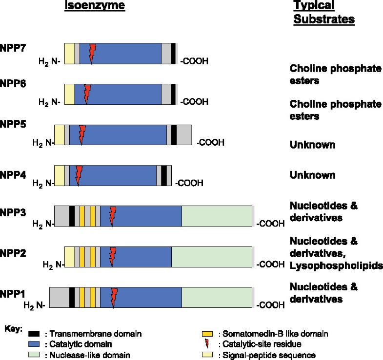 Physiologic and pathologic functions of the NPP nucleotide ...