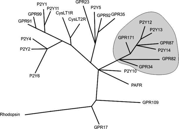 Structural and functional evolution of the P2Y12-like receptor group ...