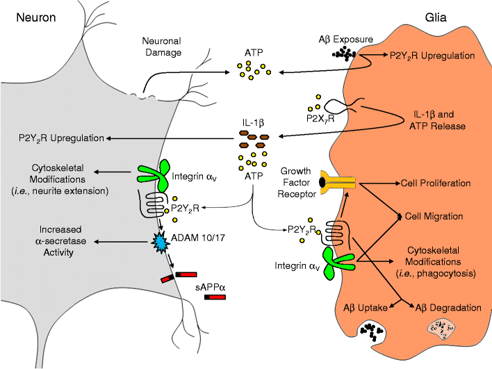 Neuroprotective roles of the P2Y2 receptor | SpringerLink