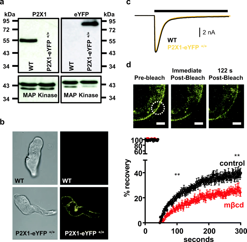 Development of a P2X1-eYFP receptor knock-in mouse to track receptors ...