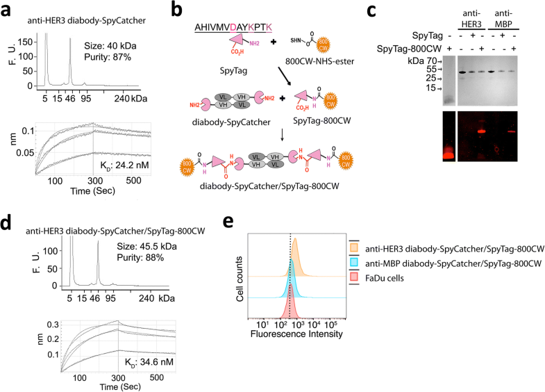 Site-Specific Fluorescent Labeling of Antibodies and Diabodies Using ...