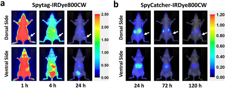 Site-Specific Fluorescent Labeling of Antibodies and Diabodies Using ...