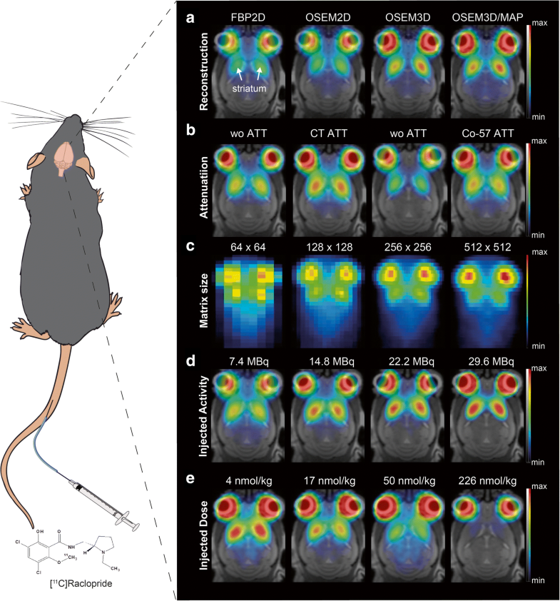 Quantitative Rodent Brain Receptor Imaging | SpringerLink