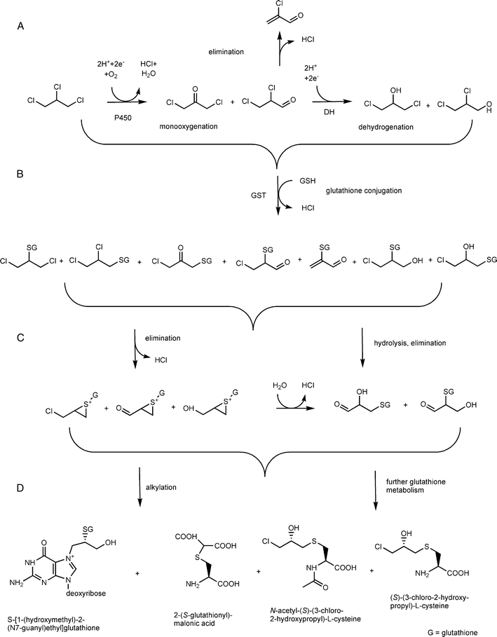 Transformation and biodegradation of 1,2,3-trichloropropane (TCP ...