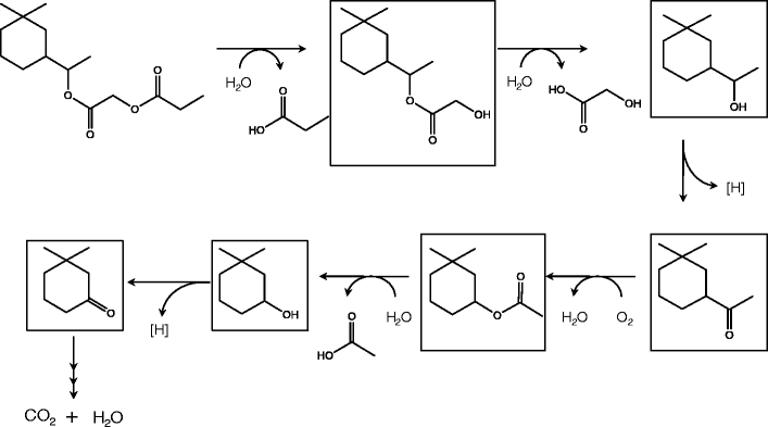 Elucidation of the upper pathway of alicyclic musk Romandolide ...