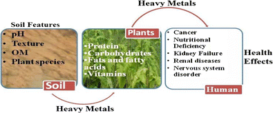 The uptake and bioaccumulation of heavy metals by food plants, their ...