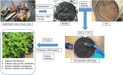 Effects of biochar on enhanced nutrient use efficiency of green bean ...