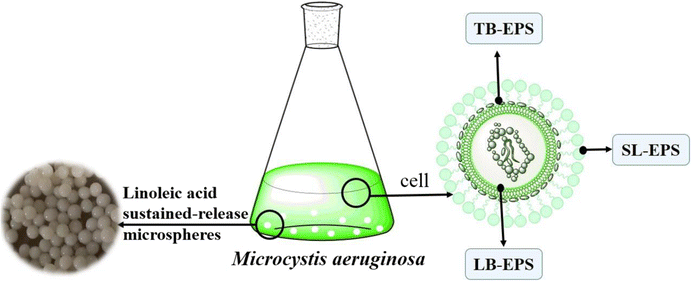 Characterization of extracellular polymeric substance (EPS) fractions ...