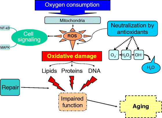 The oxidative stress theory of aging: embattled or invincible? Insights ...