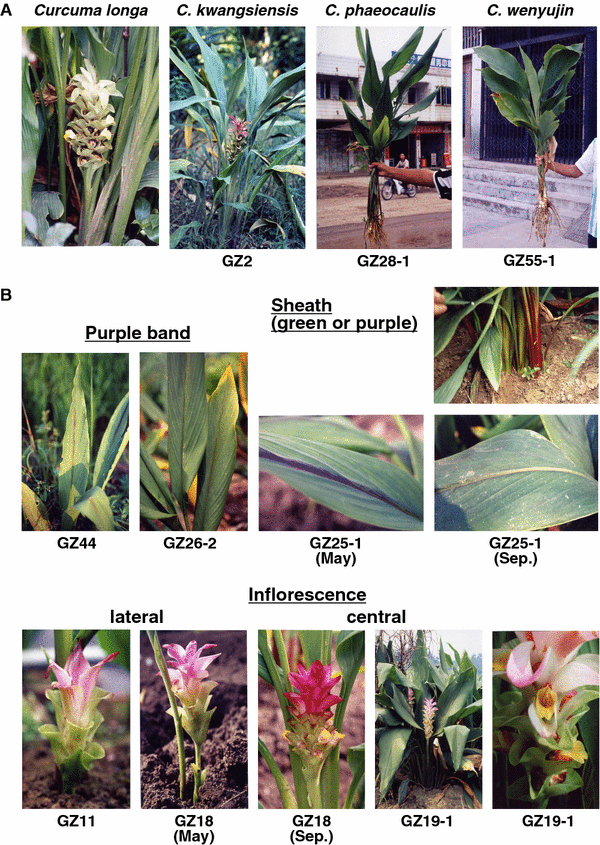 Morphological, genetic, and chemical polymorphism of Curcuma ...