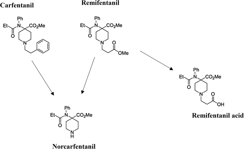 Norcarfentanil: carfentanil misuse or remifentanil treatment ...