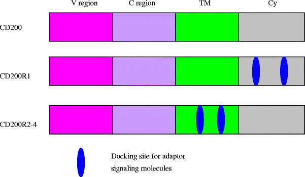 CD200–CD200R Regulation of Microglia Activation in the Pathogenesis of ...
