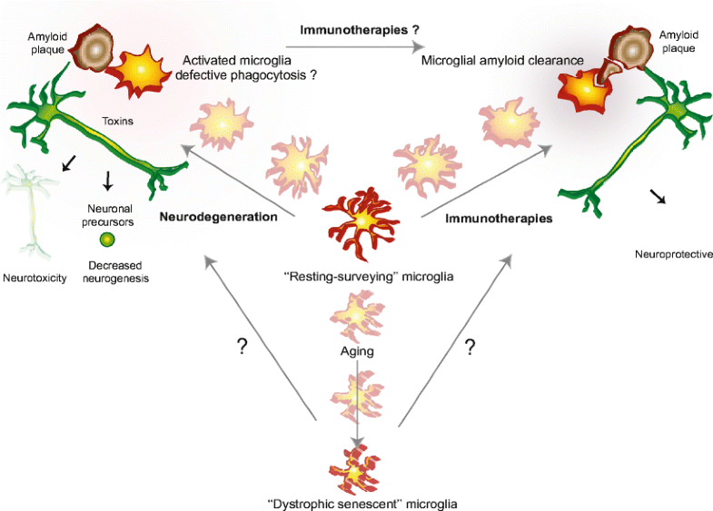 Imaging Microglial Activation During Neuroinflammation and Alzheimer’s ...