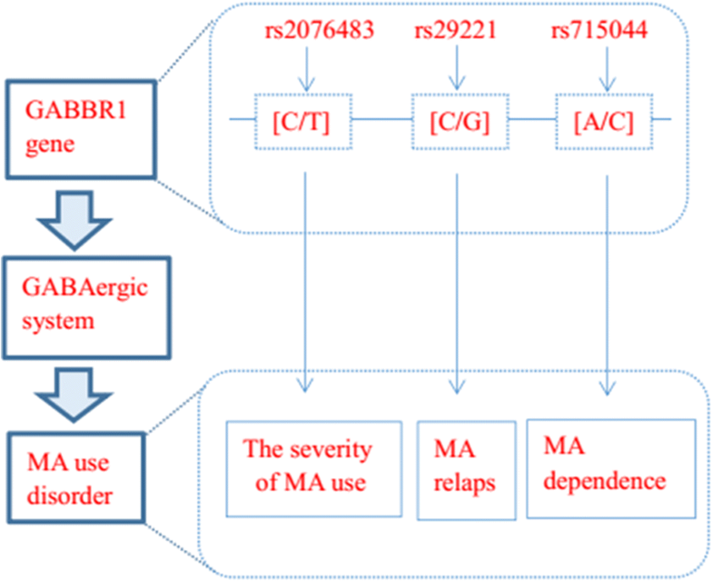 Variants in GABBR1 Gene Are Associated with Methamphetamine Dependence ...