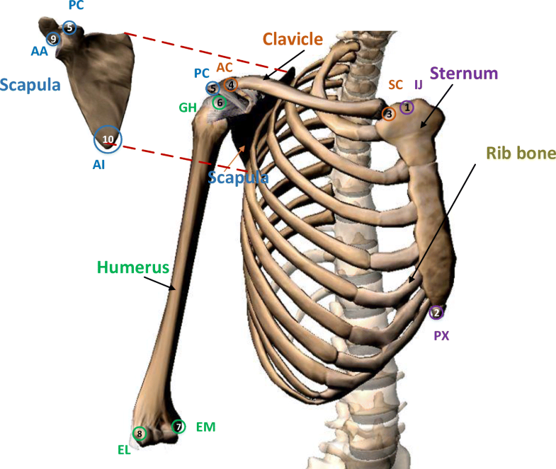 A survey of human shoulder functional kinematic representations ...