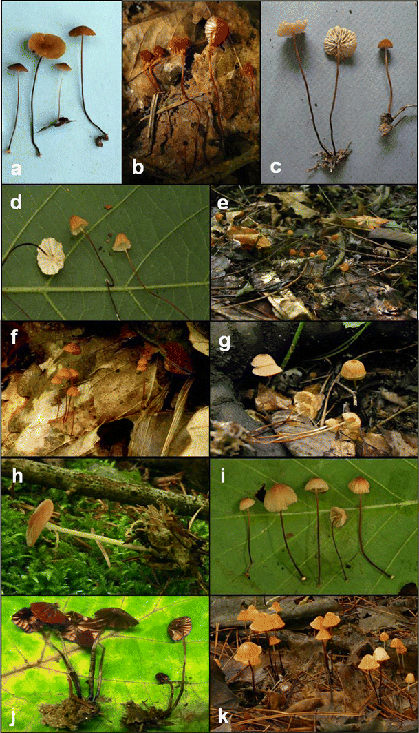 Marasmioid and gymnopoid fungi of the Republic of Korea. 4. Marasmius ...