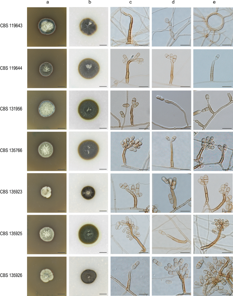 A new species of the oligotrophic genus Ochroconis (Sympoventuriaceae ...