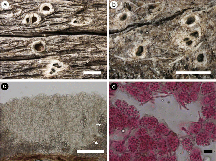 Cryptodiscus muriformis and Schizoxylon gilenstamii, two new species of ...