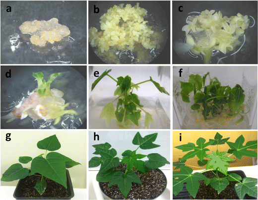 Improved Agrobacterium-mediated transformation of Carica papaya ...