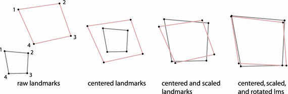 Advances in Geometric Morphometrics | SpringerLink