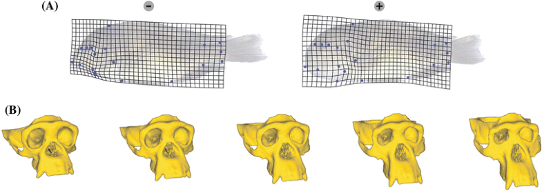 Advances in Geometric Morphometrics | SpringerLink