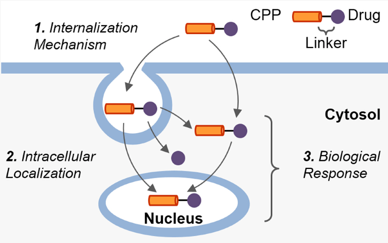 Cationic And Amphipathic Cell Penetrating Peptides Cpps Their