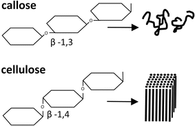 Callose: the plant cell wall polysaccharide with multiple biological ...