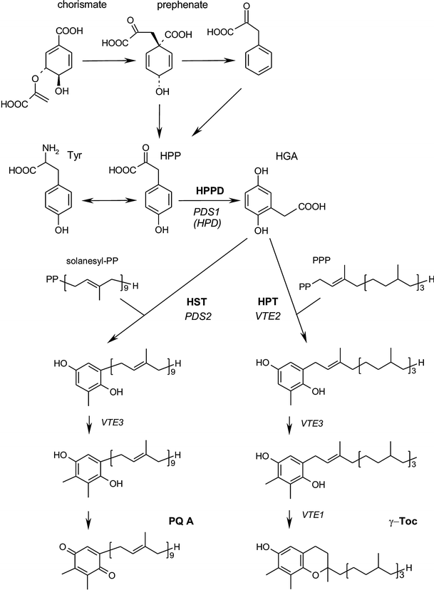Cyanobacteria use both p-hydroxybenozate and homogentisate as a ...