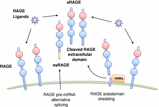 Soluble forms of RAGE in internal medicine | SpringerLink