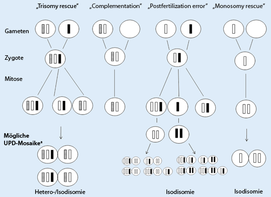 Uniparentale Disomien und Mosaike | SpringerLink