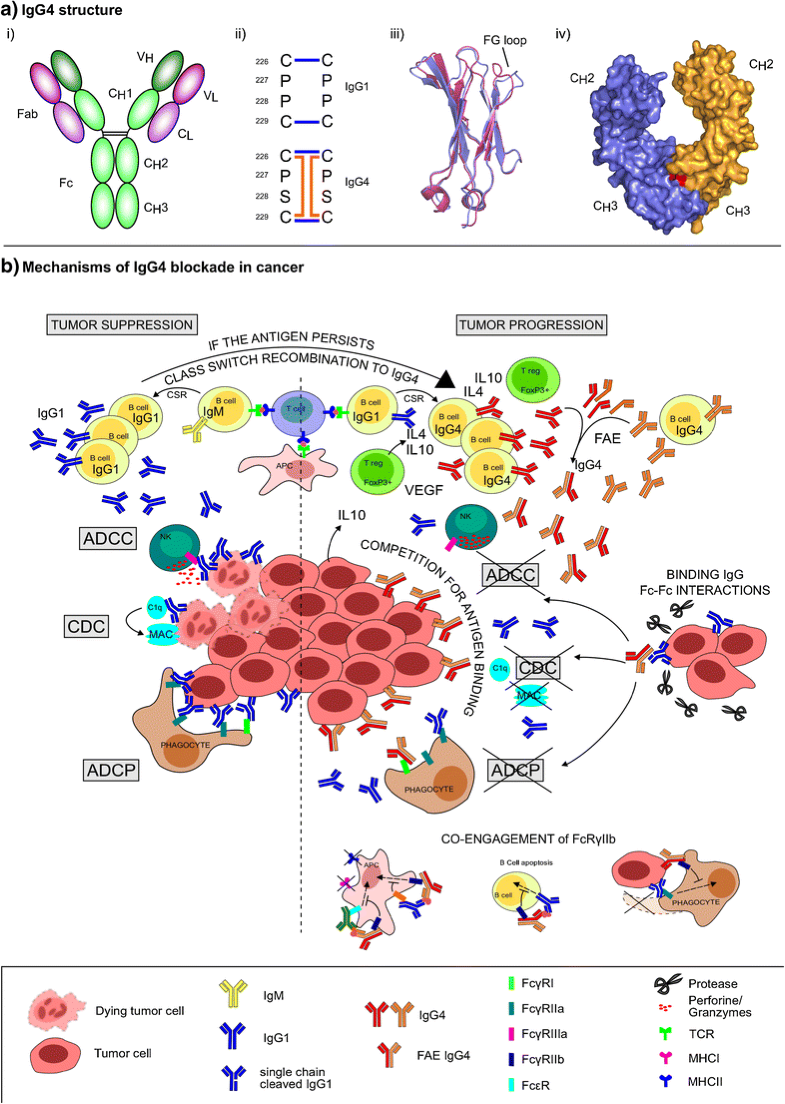 IgG4 Characteristics and Functions in Cancer Immunity | SpringerLink