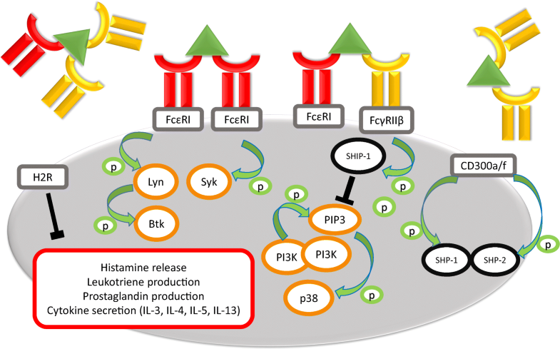 Basophil Activation Test: Old and New Applications in Allergy ...