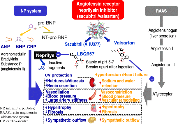 The Sacubitril/Valsartan, a First-in-Class, Angiotensin Receptor ...