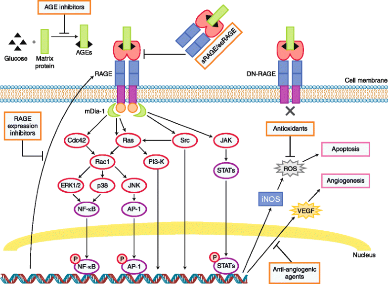AGEs, RAGE, and Diabetic Retinopathy | SpringerLink