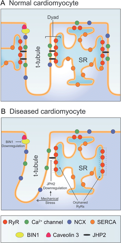 Regulation of Cardiomyocyte T-Tubular Structure: Opportunities for ...