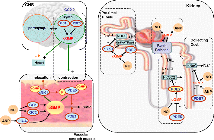 Role of Phosphodiesterase 5 and Cyclic GMP in Hypertension | SpringerLink
