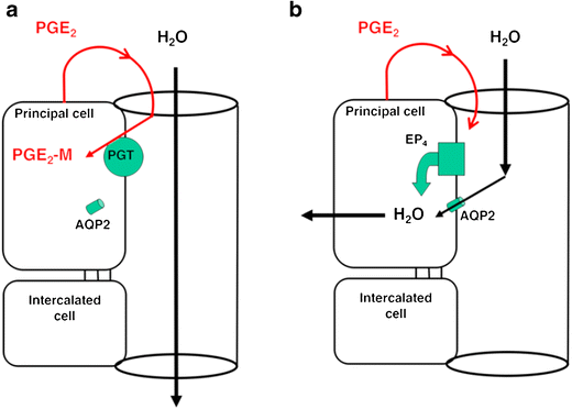 Clinical and Molecular Features of Thiazide-Induced Hyponatremia ...