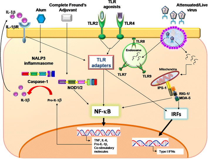 TLR, NLR Agonists, and Other Immune Modulators as Infectious Disease ...