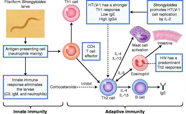 Update on Strongyloidiasis in the Immunocompromised Host | SpringerLink
