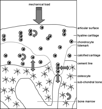 Osteoblast-Chondrocyte Interactions in Osteoarthritis | SpringerLink