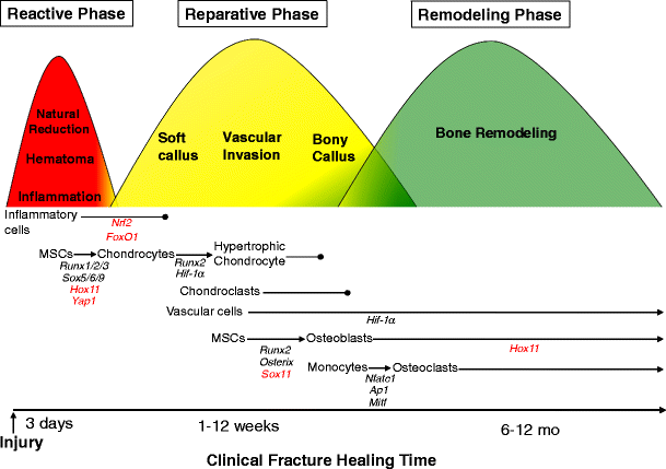 Transcriptional Mechanisms of Secondary Fracture Healing | SpringerLink
