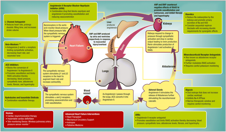 Progress in the Presence of Failure: Updates in Chronic Systolic Heart ...