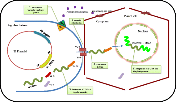 Agrobacterium-Mediated Gene Transfer in Plants and Biosafety ...