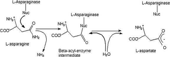 A Comprehensive Review on l-Asparaginase and Its App lications ...