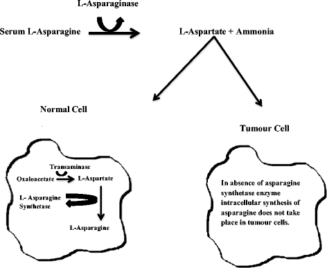 A Comprehensive Review on l-Asparaginase and Its App lications ...