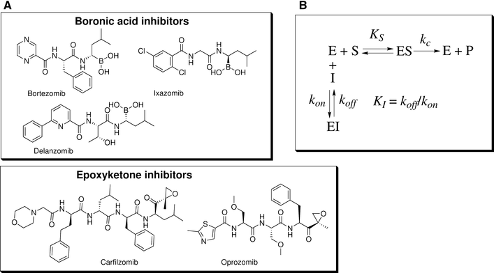 Myocyte-Damaging Effects and Binding Kinetics of Boronic Acid and ...